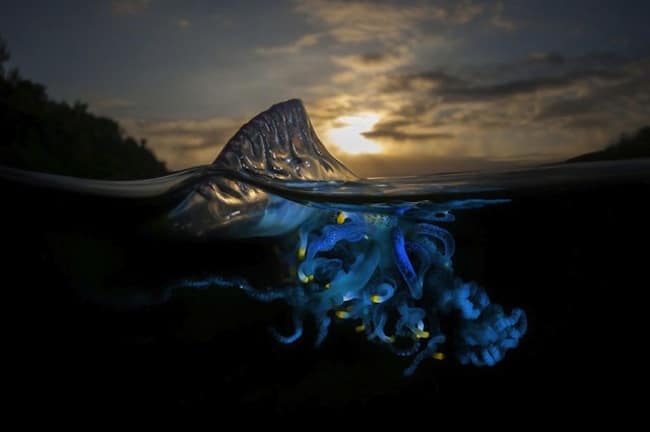 Images Sous Marines Effrayantes Mégalodon Préhistorique Sous Marin