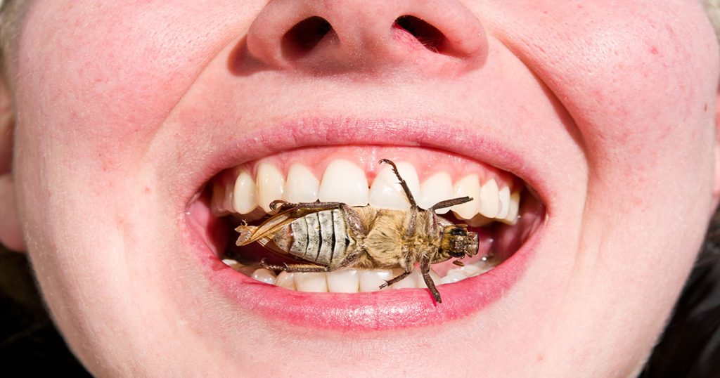 Will We Start Eating Bugs? Are Insects More Sustainable Than Meat?