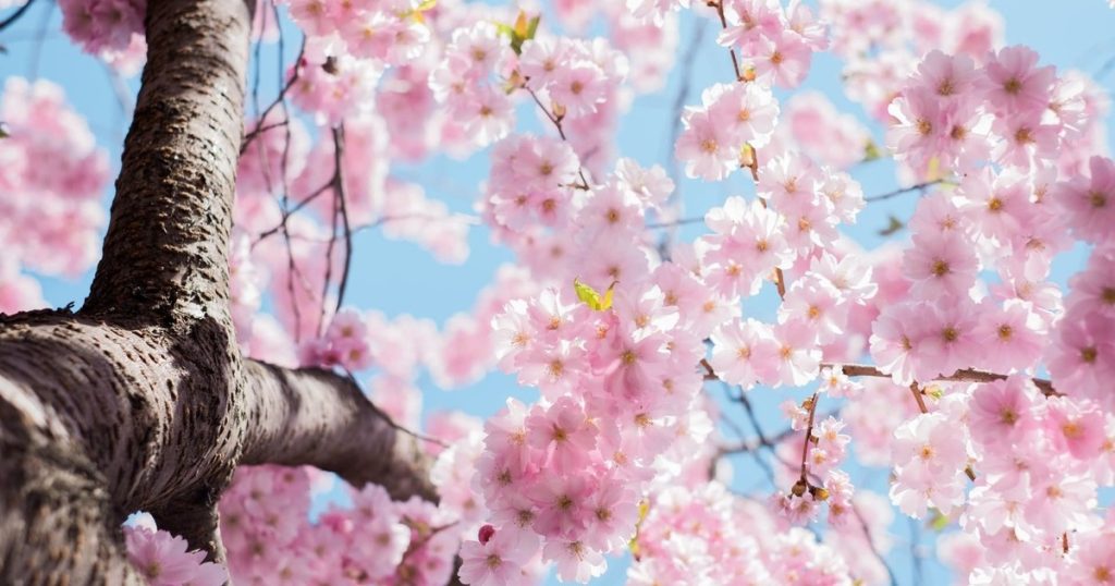 Sustainability isn't enough: here's why we need to regenerate