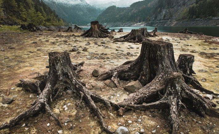 Déforestation : définition, causes, conséquences et solutions